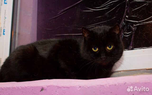 Котик в добрые руки