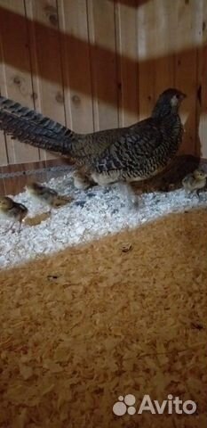 Золотые фазаны-фазанята