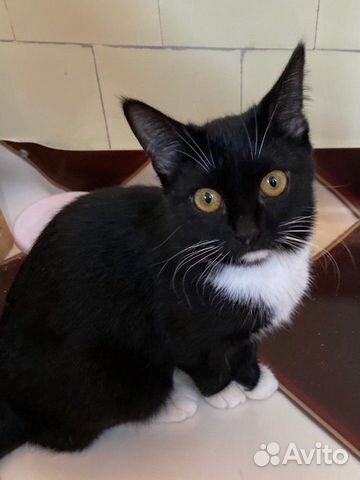 Гренка хочет домой