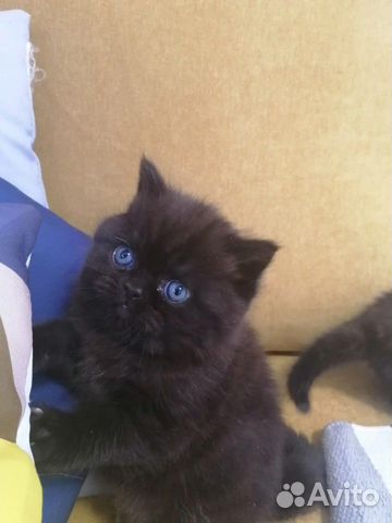 Экзоты-малыши