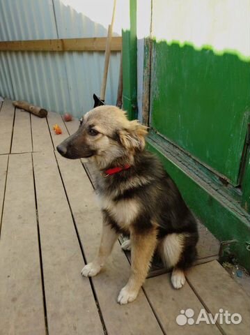 Щенок девочка в дар 6 мес 9 кг