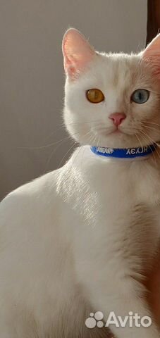 Кошка вязка