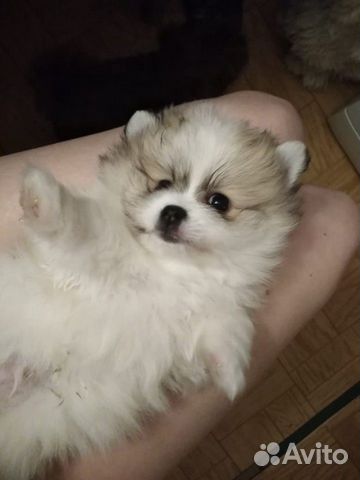 Шпиц медвеженок мальчик