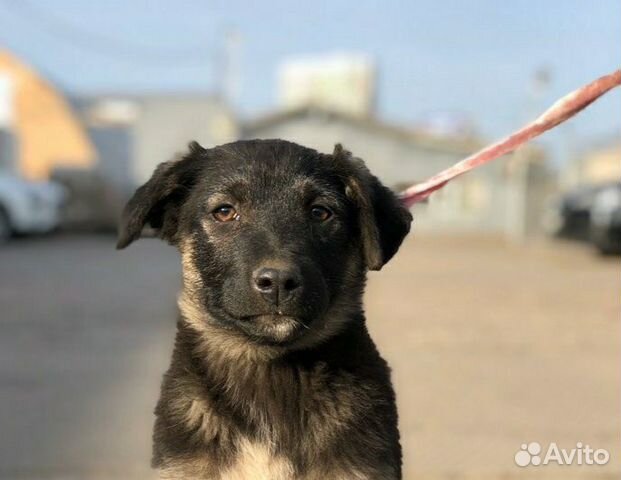 Черный щенок ищет дом