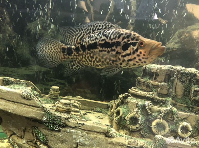 Ягуар/Манугуанская цихлозамма