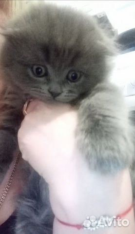 Плюшевые вислоушки