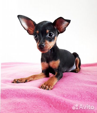 Миниатюрный тойчик от чемпионов. РКФ