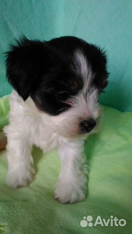 Щенок Бивер. Йорка