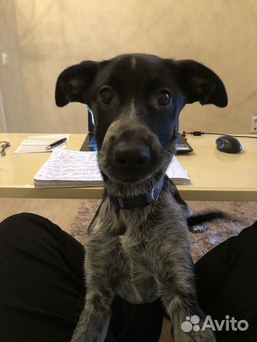 Курцхаар, 3,5-4 месяца, девочка. Айя