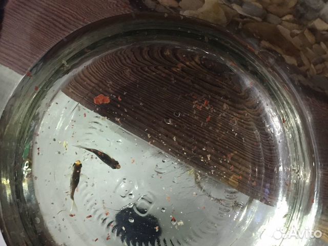 Рыба Барбус