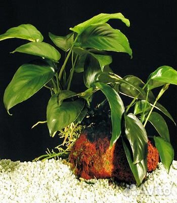 Жестколистные аквариумные растения