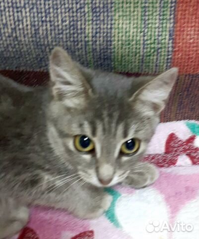 Котенок девочка 3 месяца