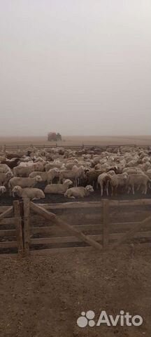 Продаю матки