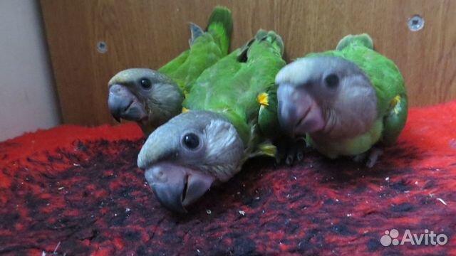 Птенцы сенегальских попугаев