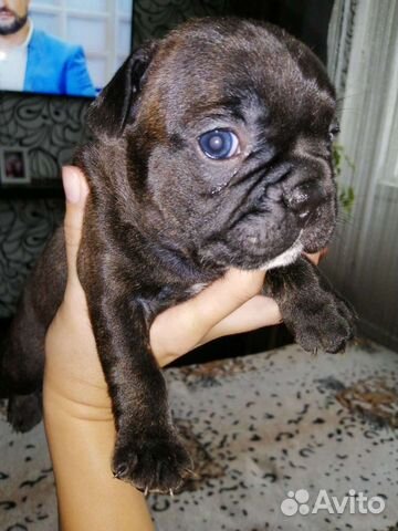 Французский бульдог