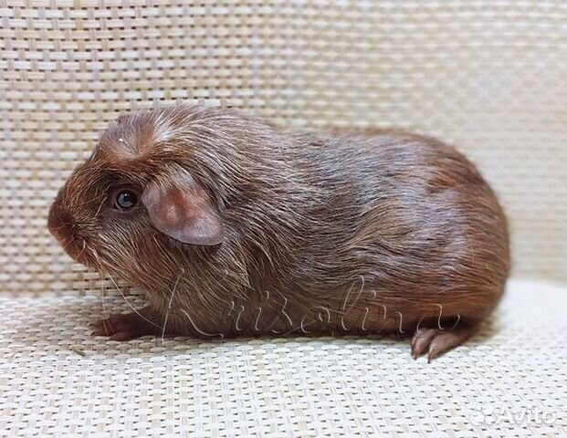 Свинка морская, самец 1 месяц, крестед (кор.шерст)