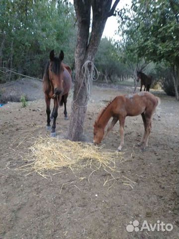 Лошадь и лошонок