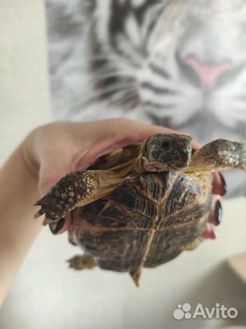 Черепаха сухопутная
