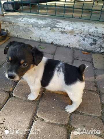 Щенки малышики