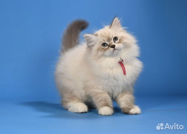 Невский Маскарадный кот 2,5 мес