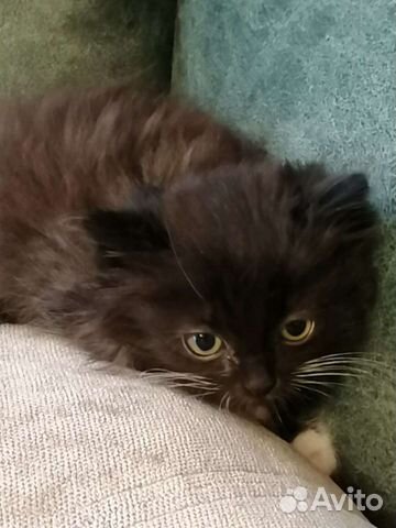 Кошка