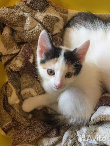 Котята крысоловы