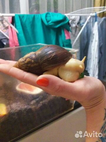 Улитки Ахатина Фулика Альбина