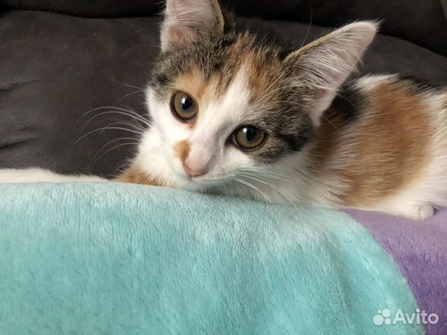 Трёх цветное чудо