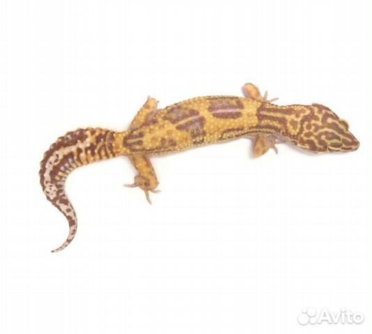 Пятнистый эублефар Tremper Albino Tangerine