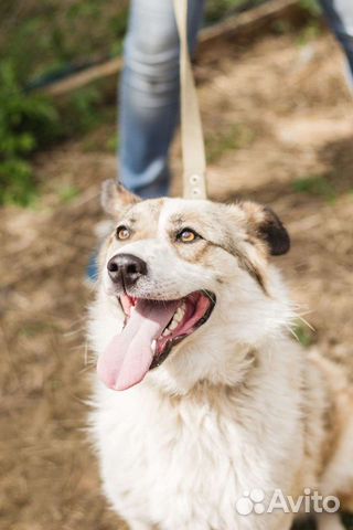 Добрая Машка ищет дом