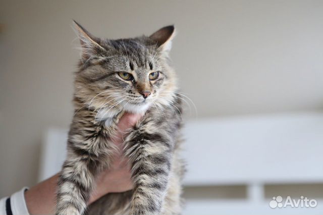 Котенок в добрые руки, в дар