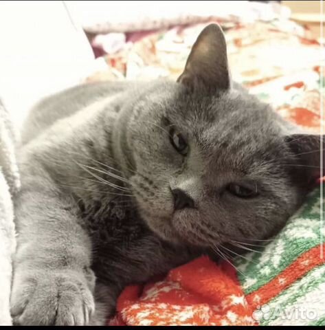 Британская