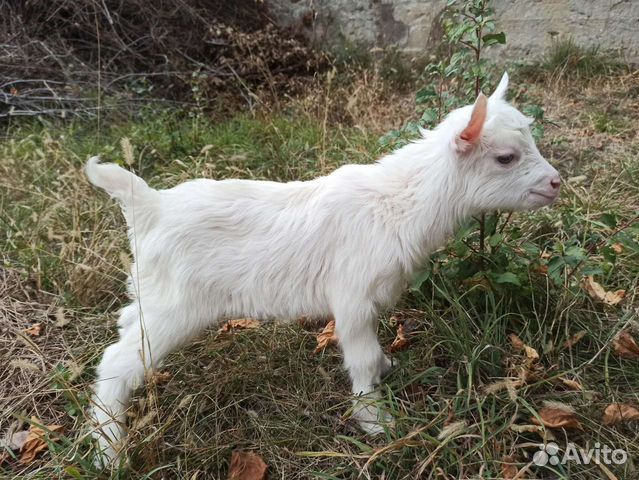 Козлята