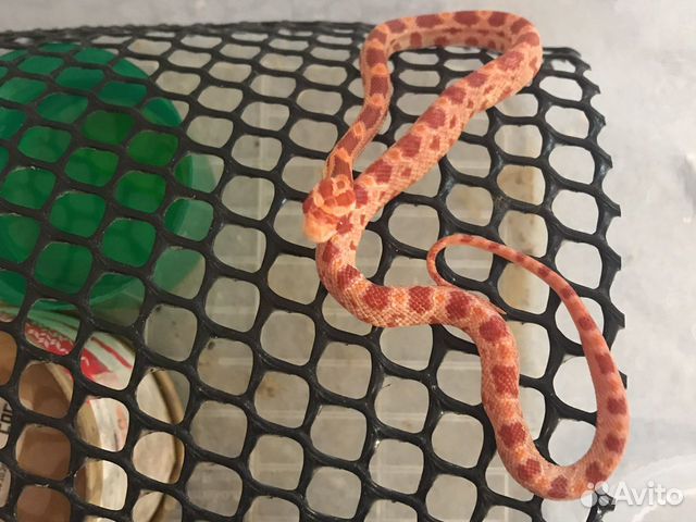 Продаю самку маисового полоза