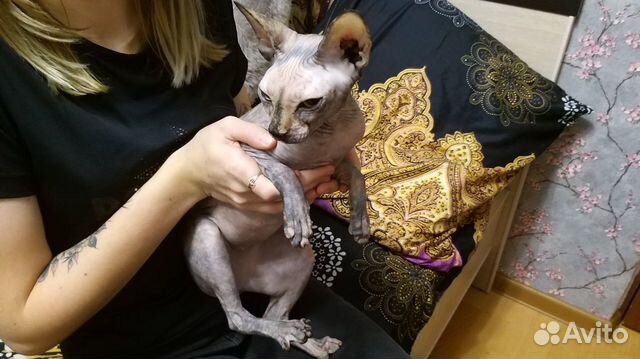 Канадский сфинкс
