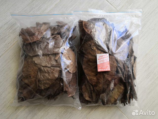 Листья индийского миндаля