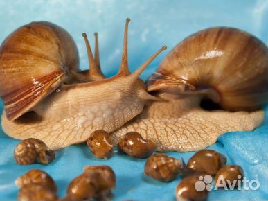 Улитка Ахатина - бесплатно