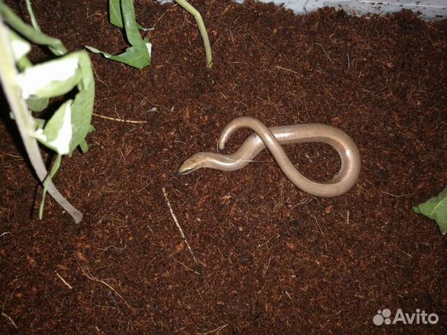 Продам веретеницу