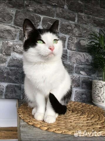 Кошка ищет дом