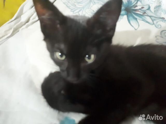 Котёнок черного цвета, кот
