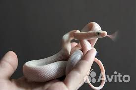 Продаю техасского полоза