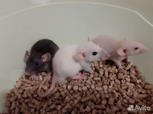 Крысята дамбо