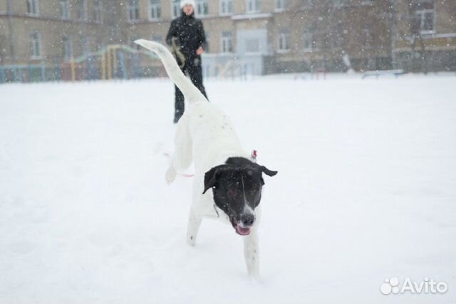 Смесь Пойнтера
