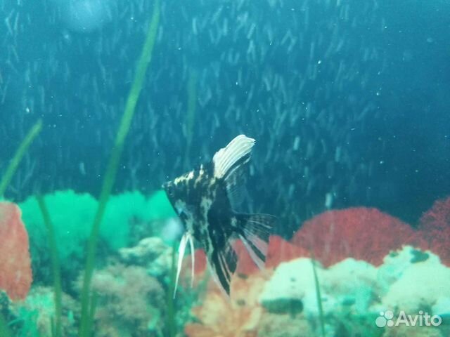 Рыба скалярия