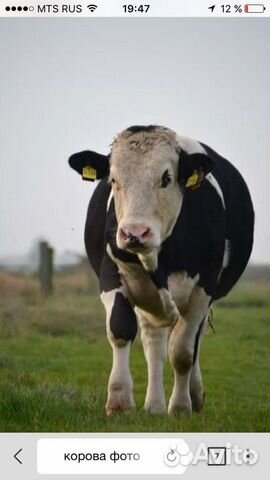 Продаю тельную корову