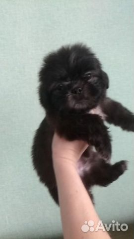 Черненький принц