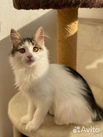 Очень красивый котенок Кнопа