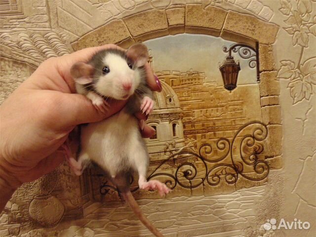 Крысы,крысята девочки дамбо,стандарт, клетки,корм