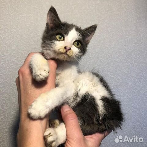 Лохматый Ангел-котенок в добрые руки