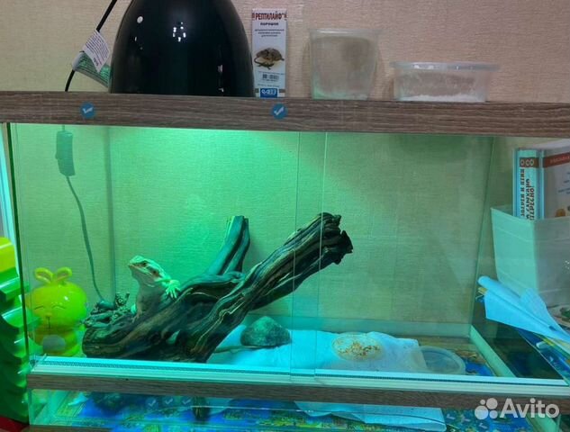 Ящерица бородатая агама